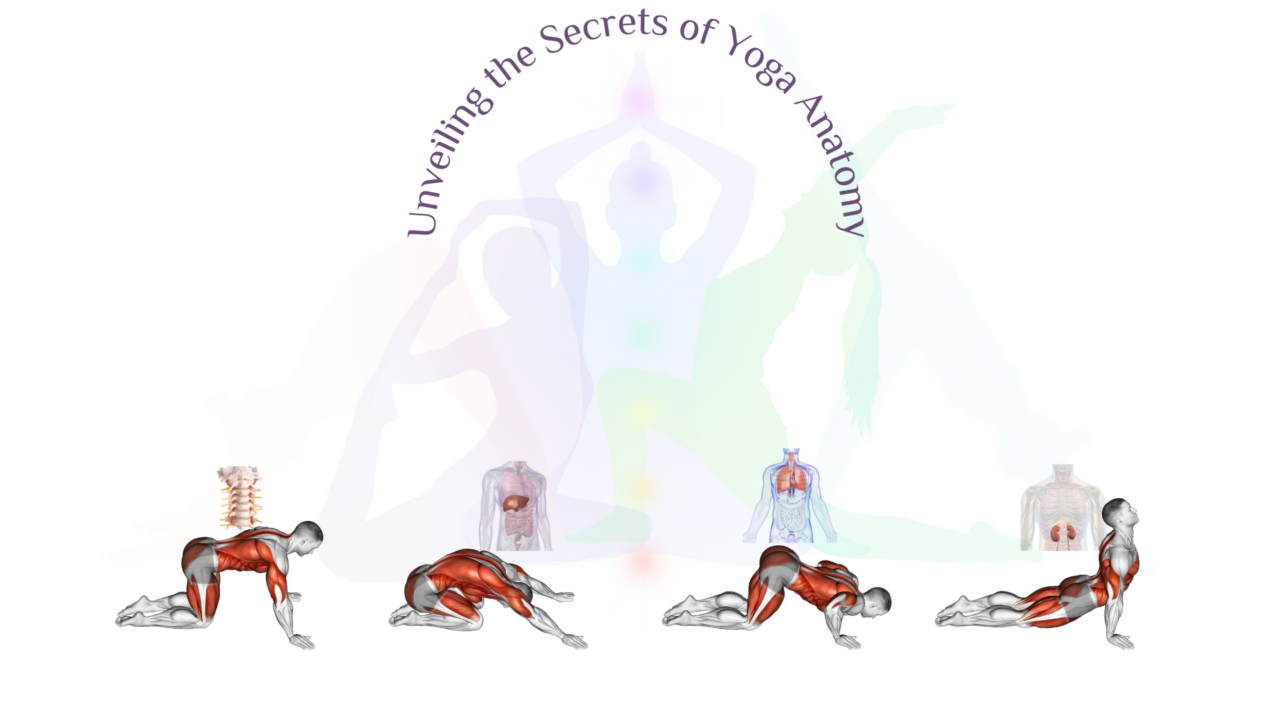 Essential Yoga Anatomy for Aspiring Teachers | Pratimoksha Dubai